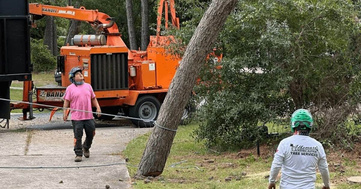 Tree Removal Kill Devil Hills, NC | Call (252) 256-9128