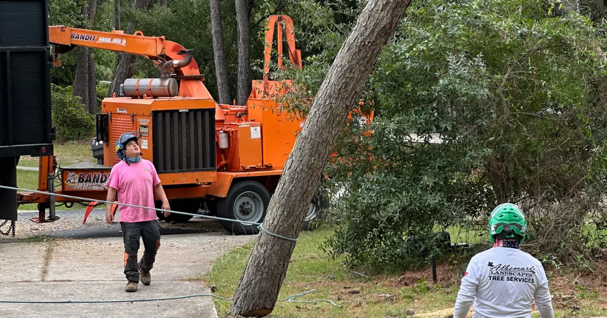 Tree Cabling & Bracing Outer Banks, NC | Free Estimates