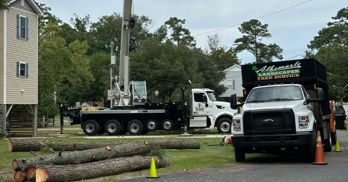 Tree Service Company in Outer Banks, NC | Expert Service