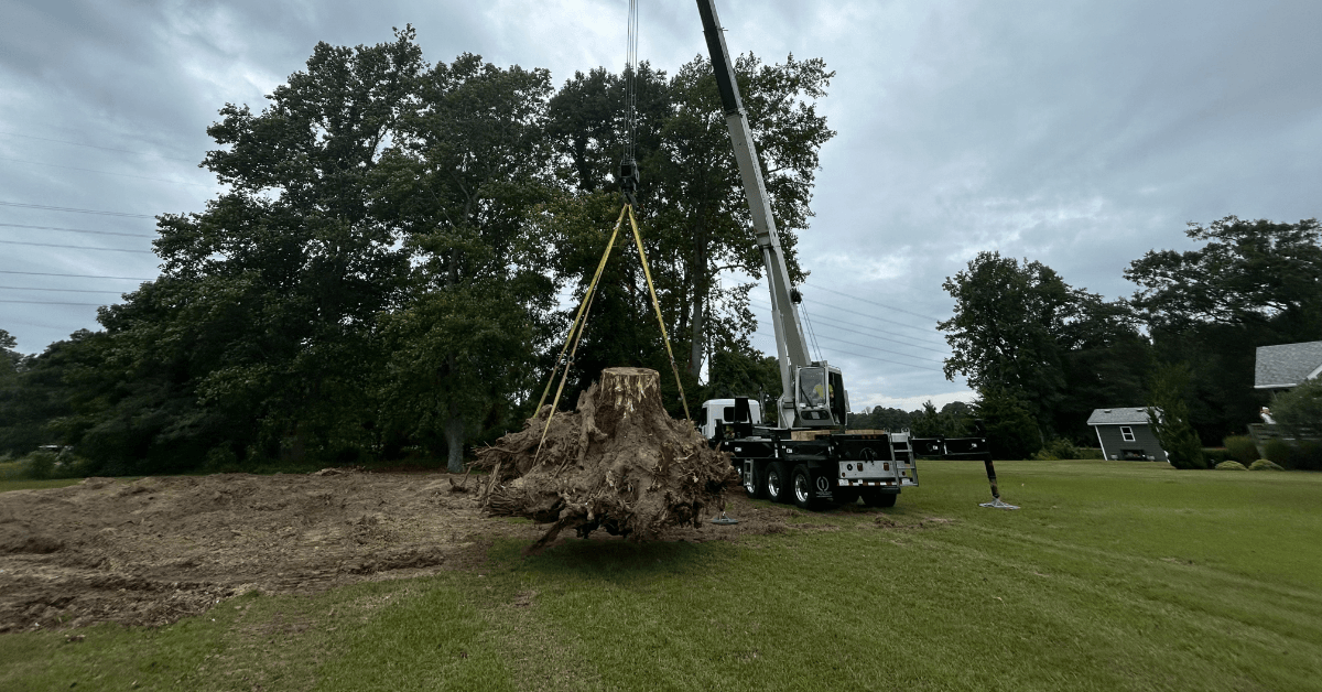 Stump Grinding Removal Outer Banks, NC | Albemarle Landscapes and Tree ...